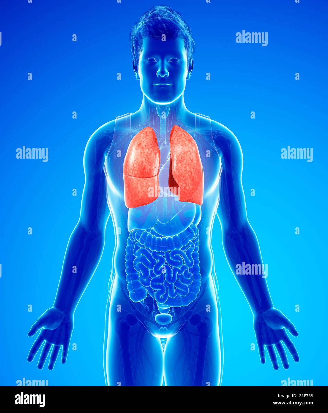 Human lungs illustration hi-res stock photography and images - Alamy