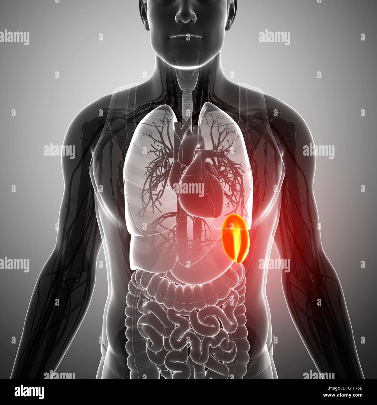 Spleen image hi-res stock photography and images - Alamy