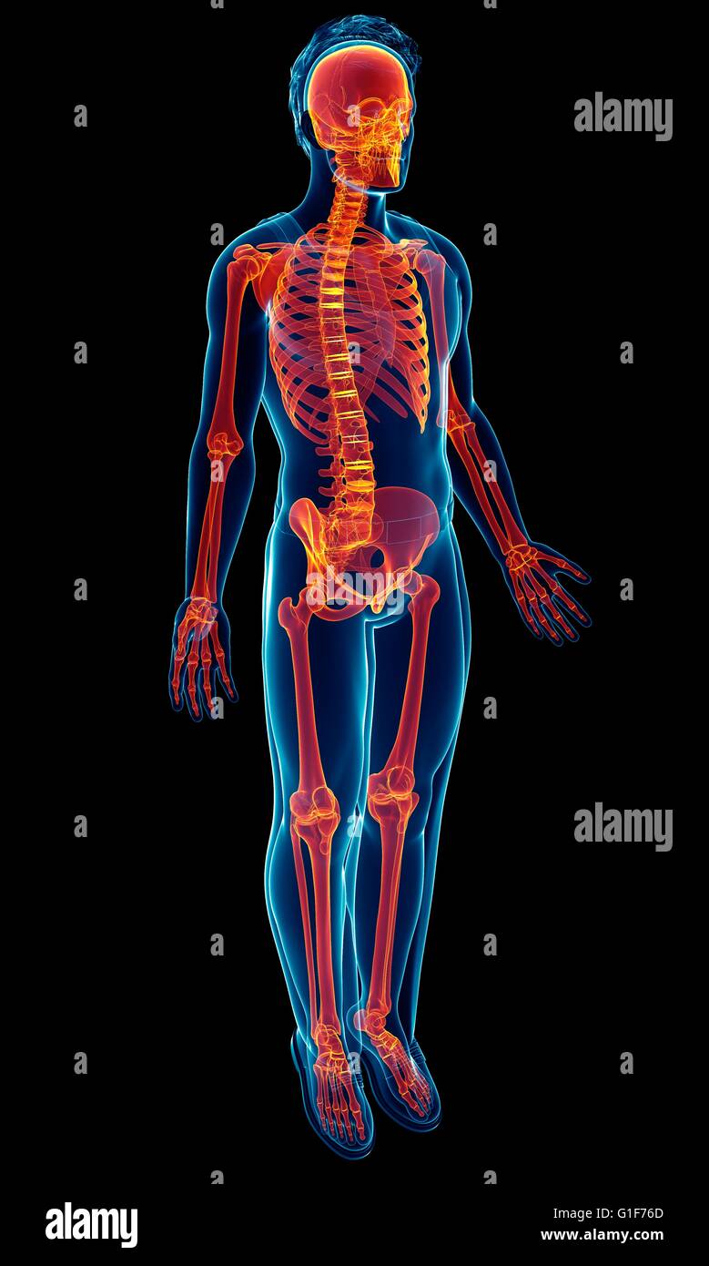 Human skeletal system, illustration Stock Photo - Alamy
