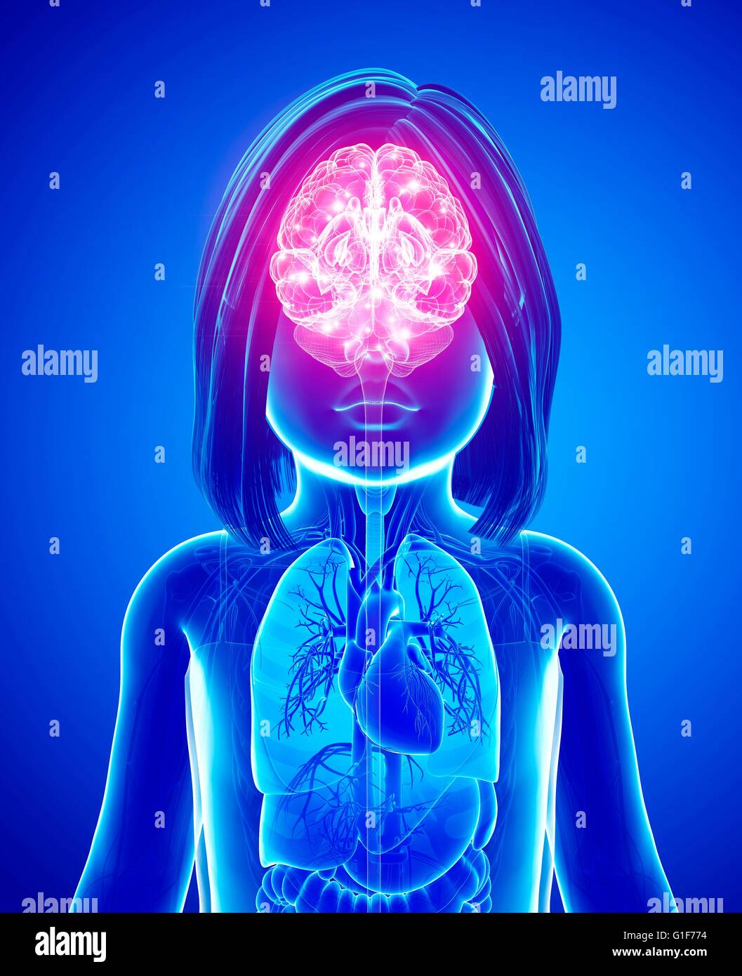 Human brain anatomy, illustration Stock Photo - Alamy