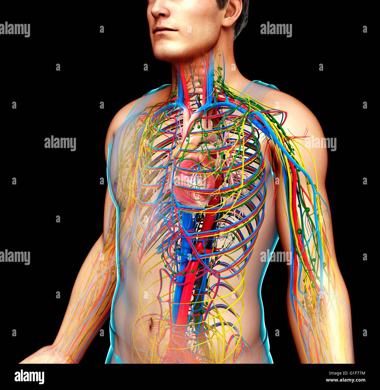 Human organ systems hi-res stock photography and images - Alamy