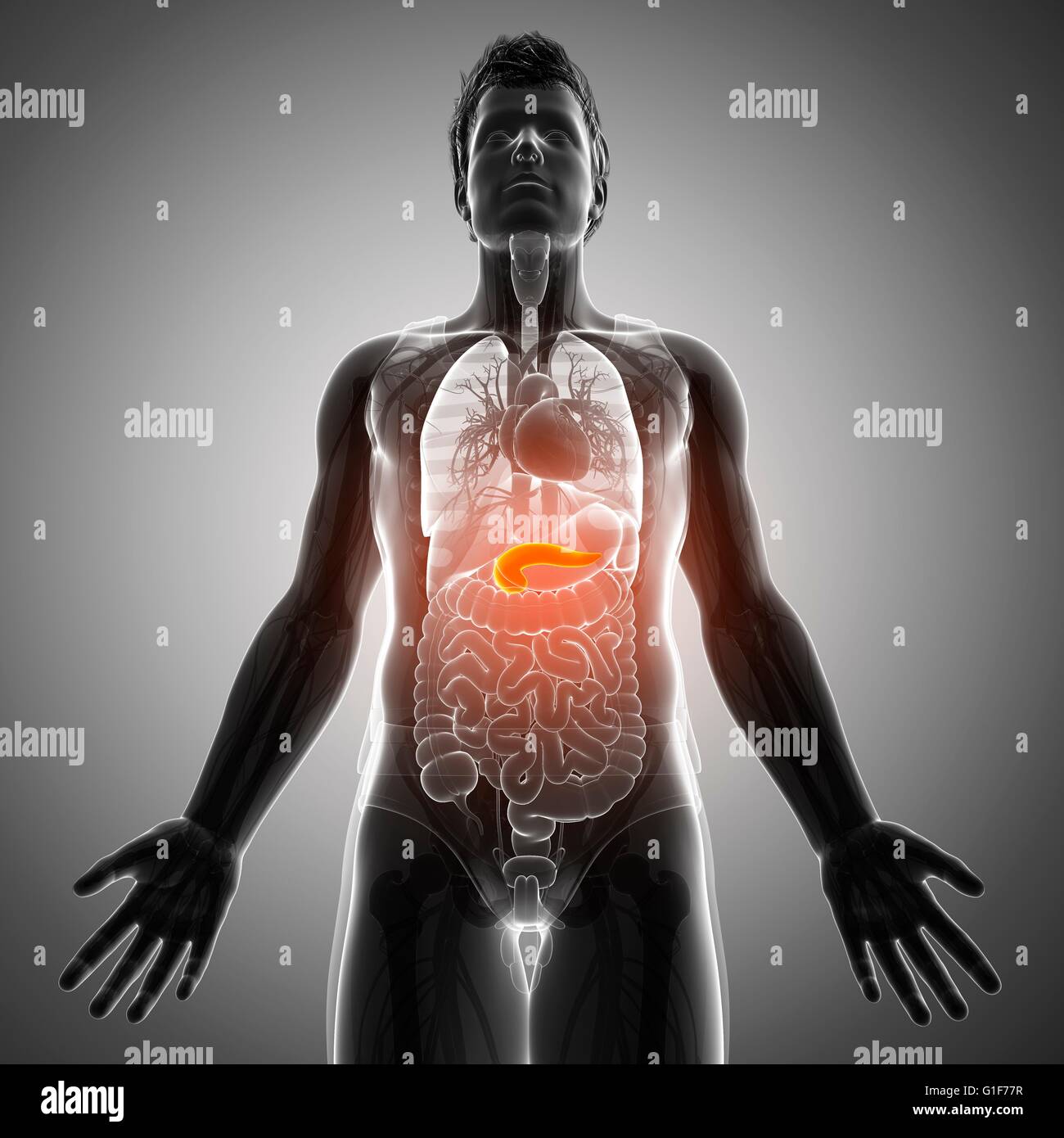 Human pancreas, illustration Stock Photo - Alamy