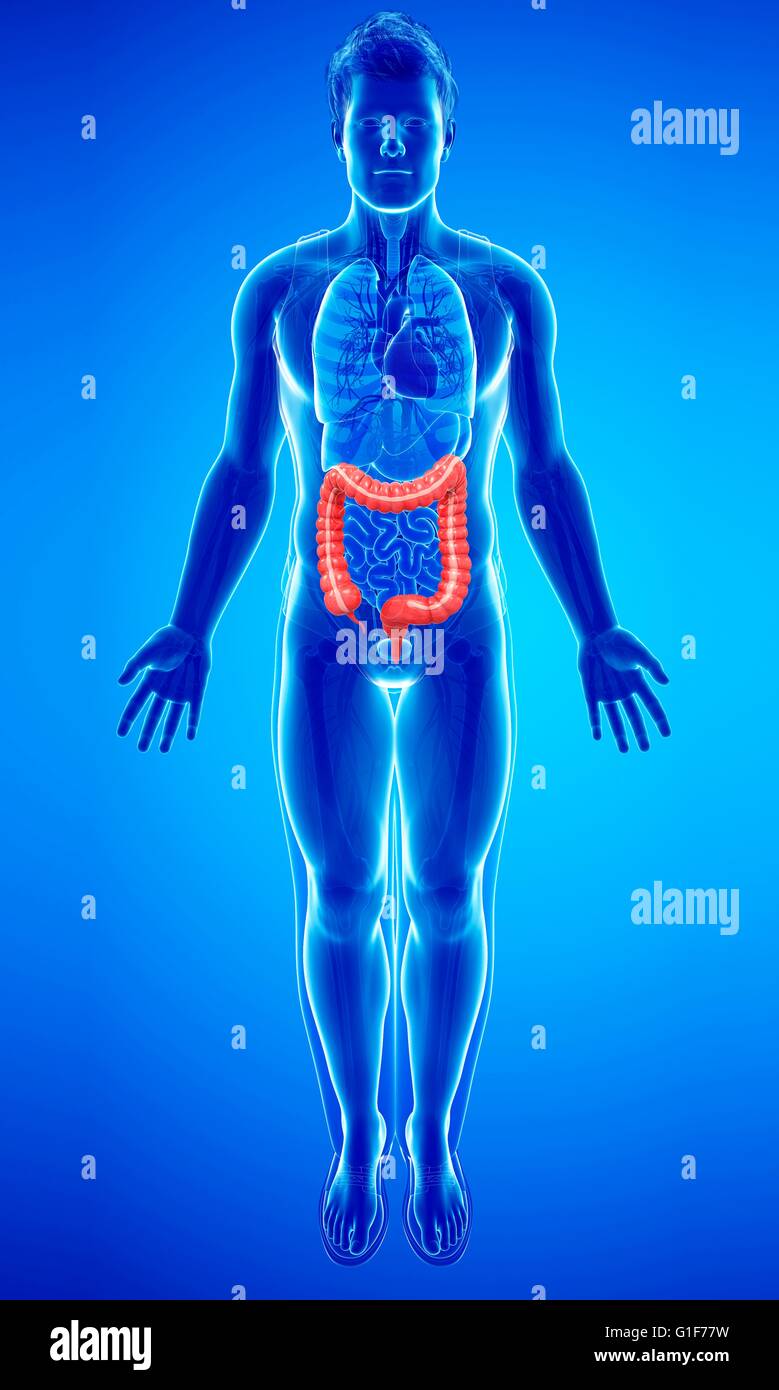 Human large intestine hi-res stock photography and images - Alamy