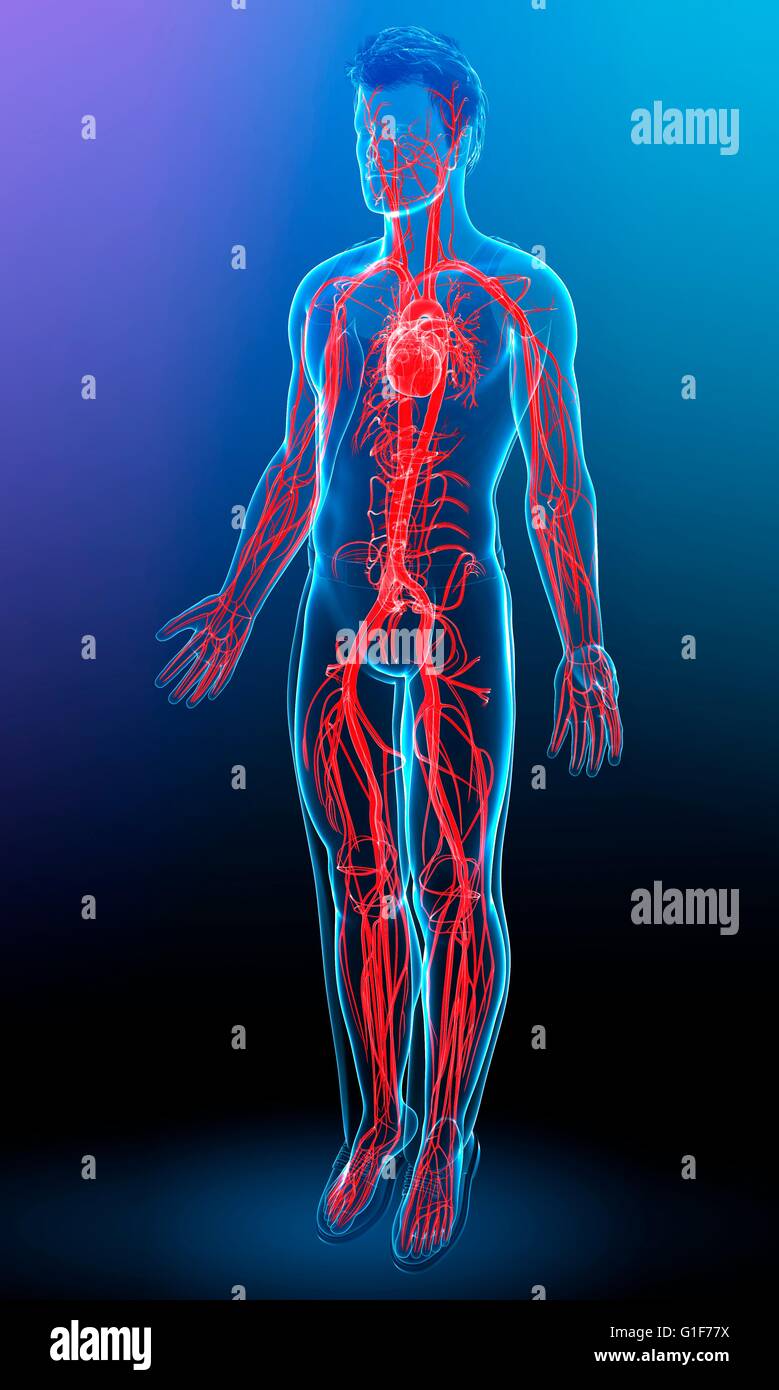 Human vascular system, illustration Stock Photo - Alamy