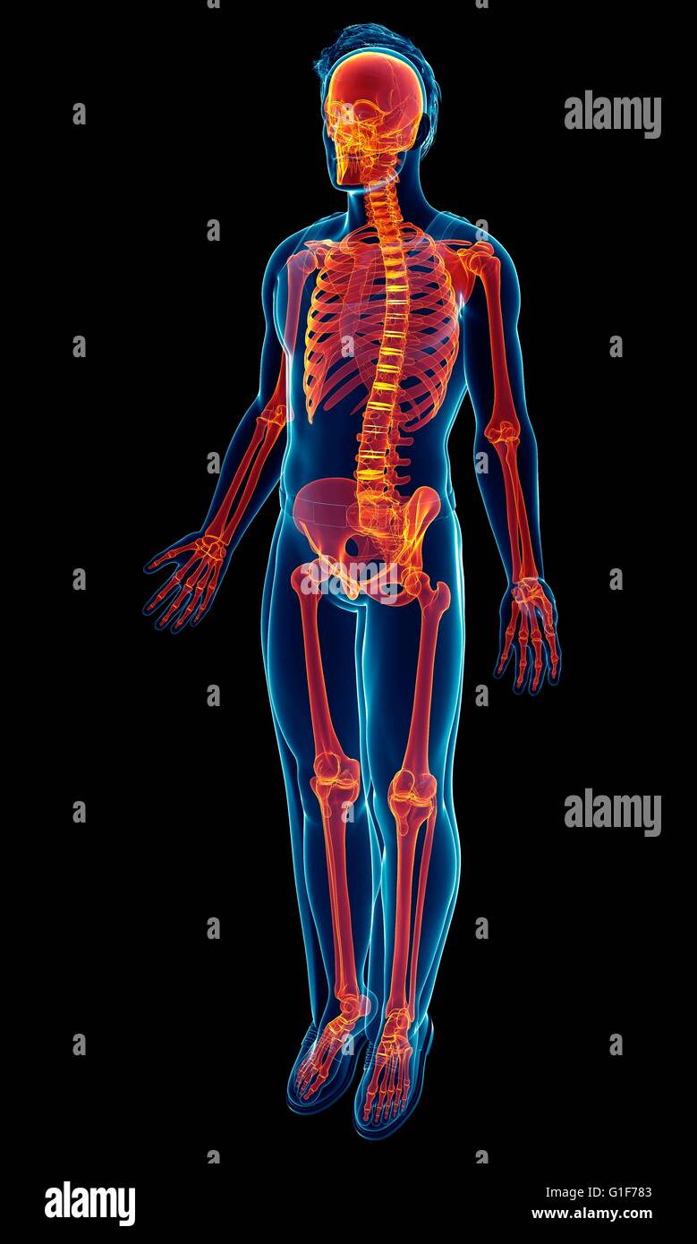 Human skeletal system, illustration Stock Photo - Alamy