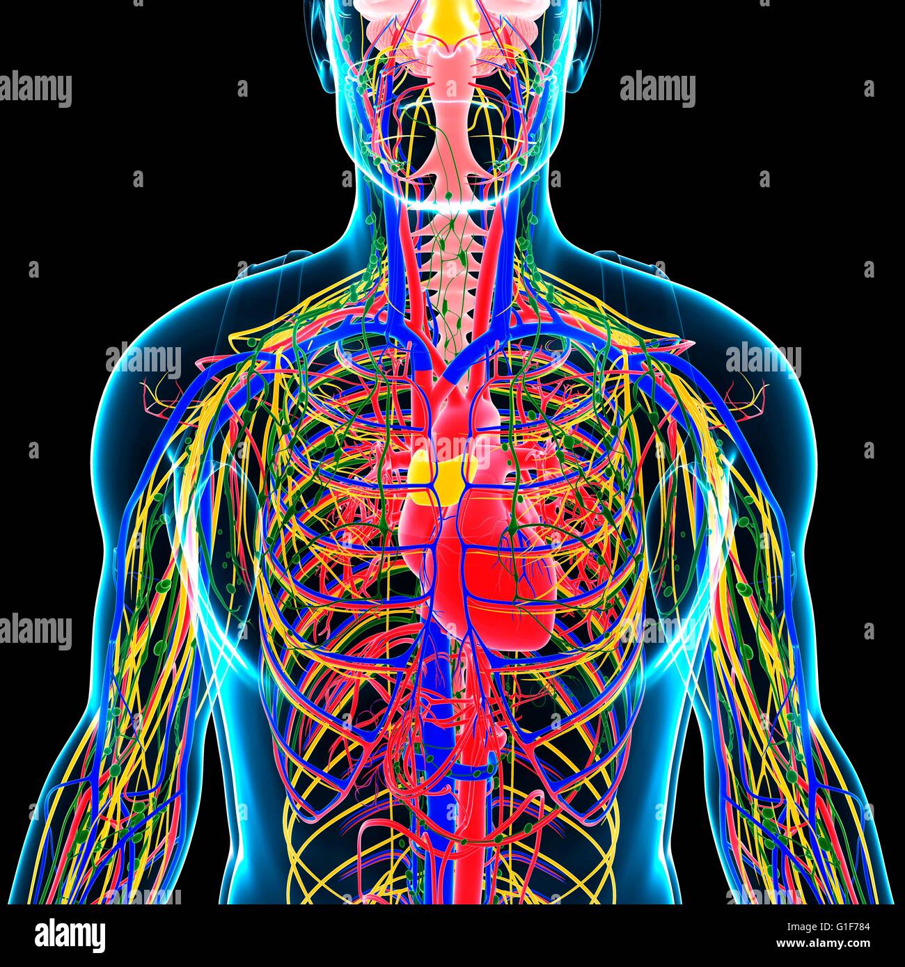 Human organ systems hi-res stock photography and images - Alamy