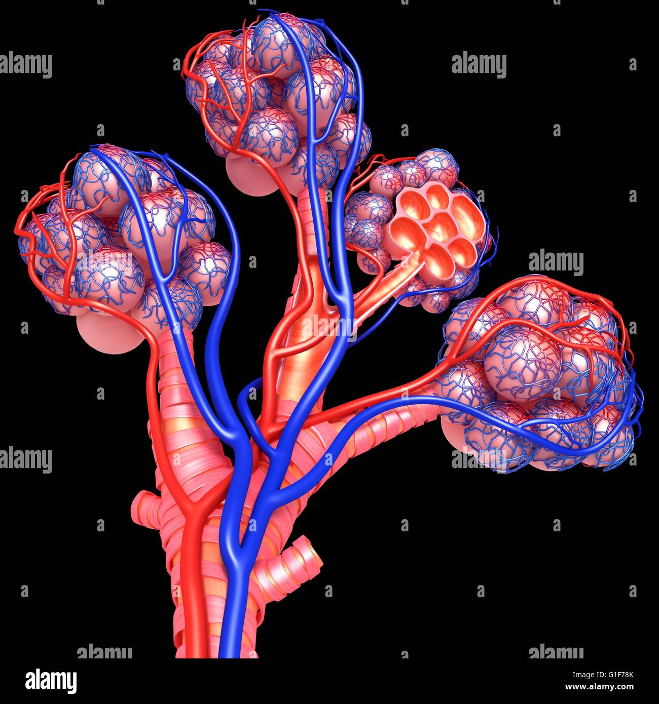 Healthy lung alveoli hi-res stock photography and images - Alamy