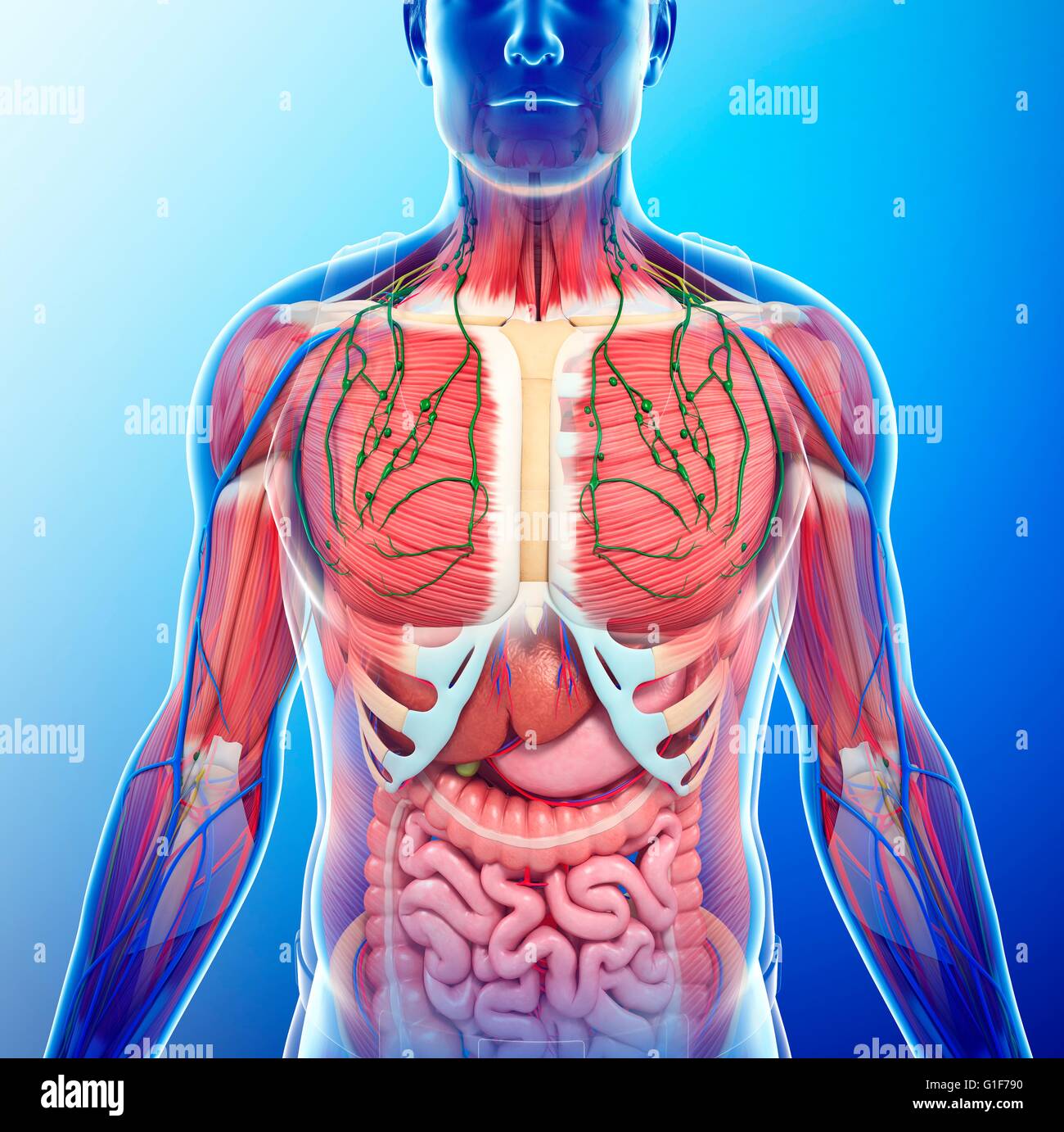 Human internal anatomy, illustration Stock Photo - Alamy