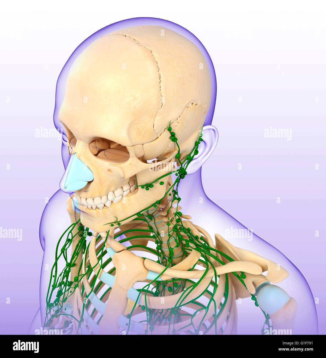 Illustration lymphatic system hi-res stock photography and images - Alamy