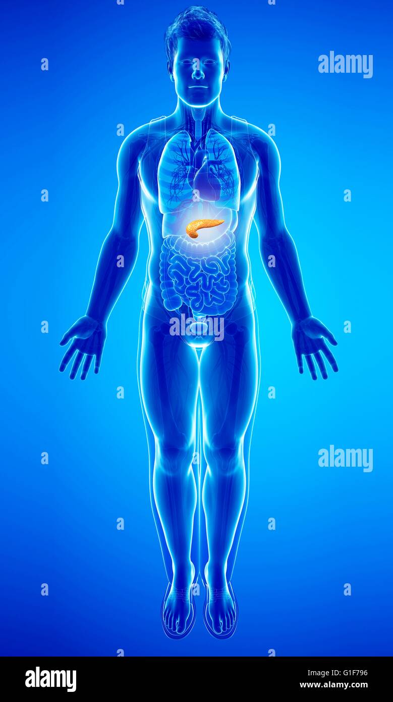 Human pancreas, illustration Stock Photo - Alamy