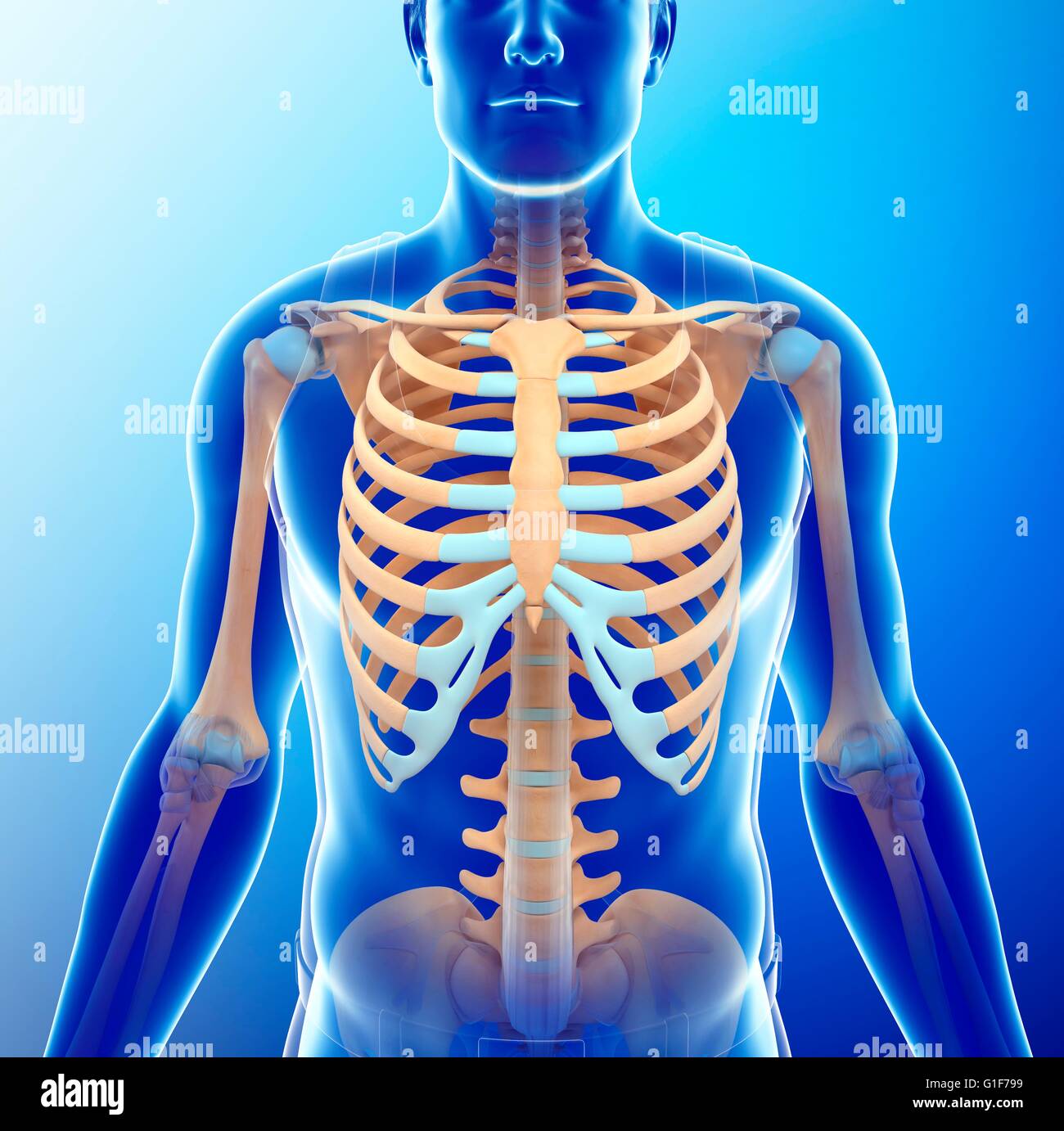 Human skeletal system, illustration Stock Photo - Alamy