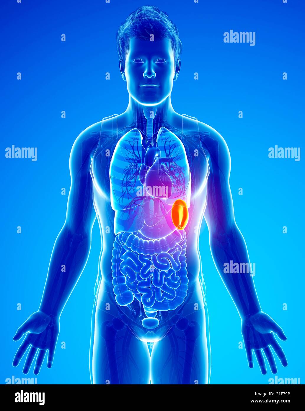 Human spleen, illustration Stock Photo - Alamy