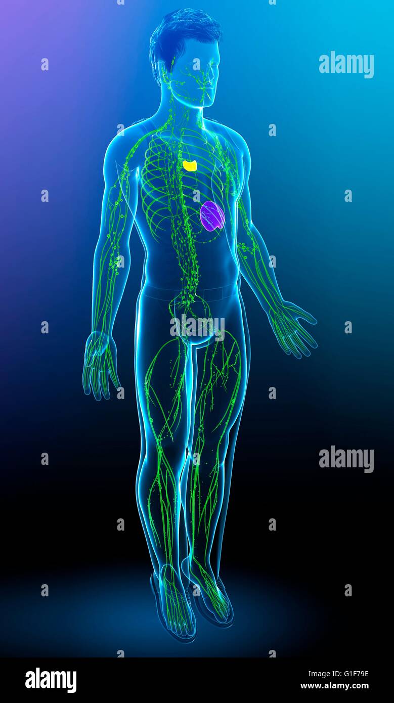 Human lymphatic system, illustration Stock Photo - Alamy