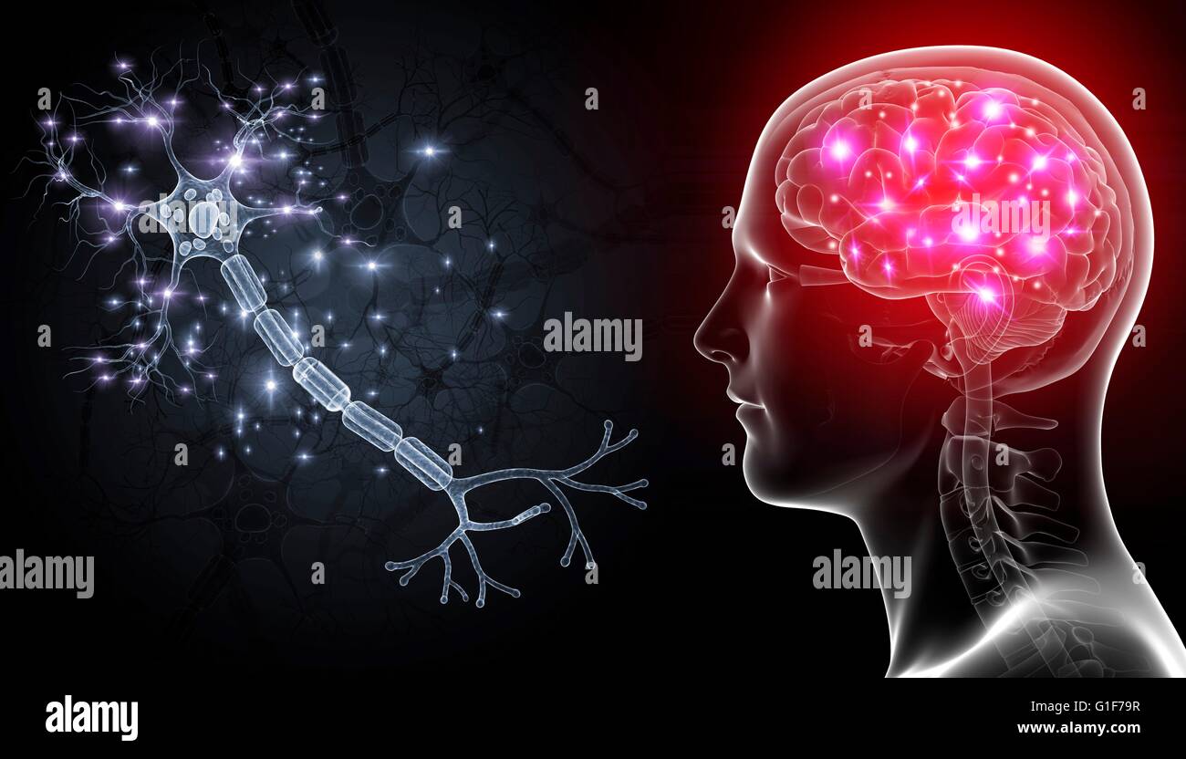 Human nerve cell hi-res stock photography and images - Alamy