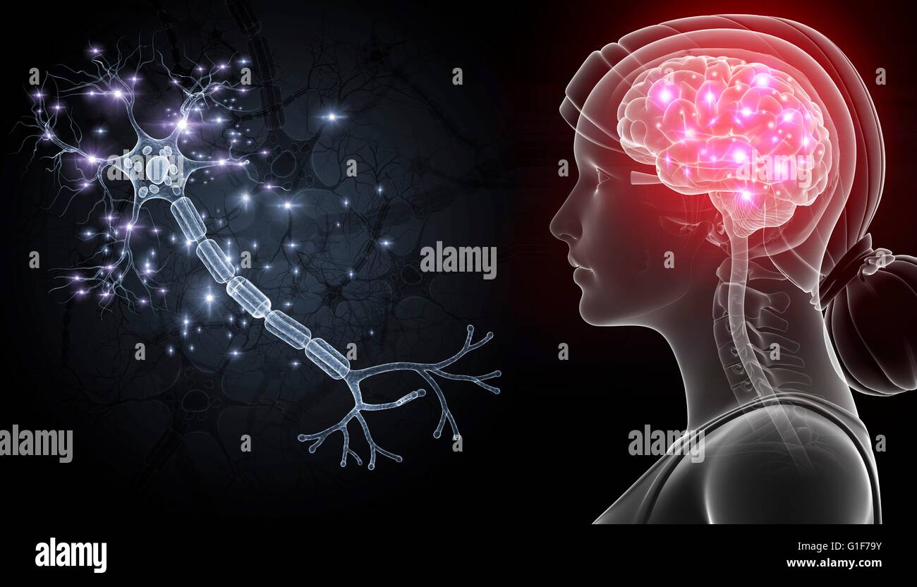 Human nerve cell hi-res stock photography and images - Alamy