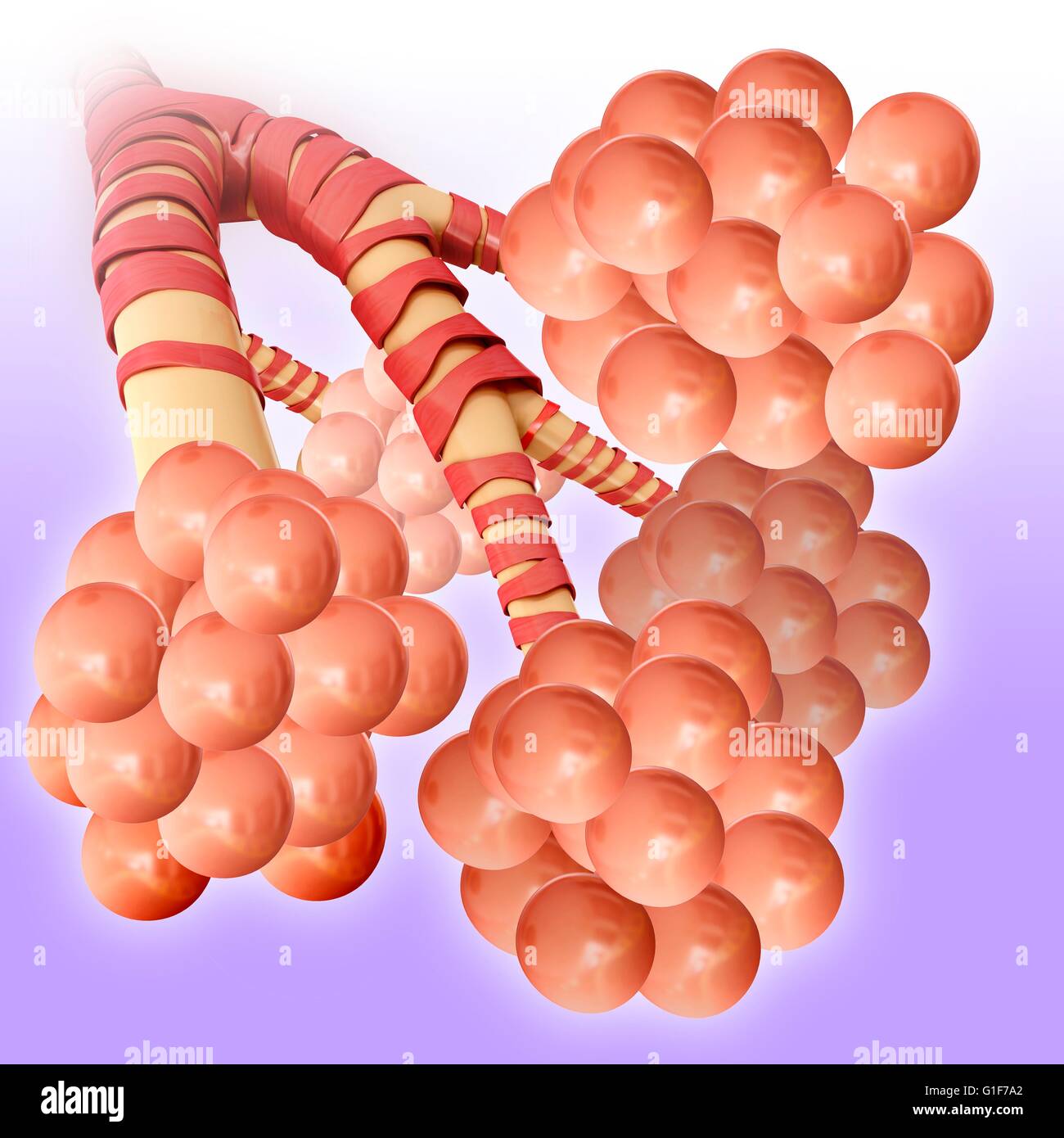 Alveoli of lungs hi-res stock photography and images - Alamy