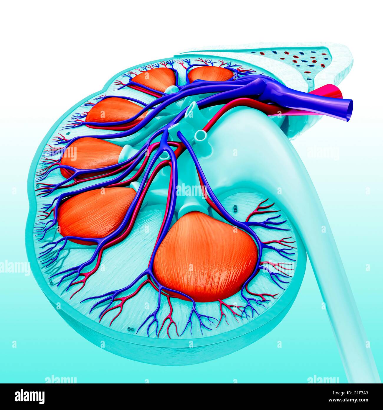 Nephrons of the human kidney, illustration Stock Photo - Alamy