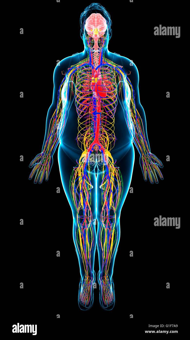 Circulation systems hi-res stock photography and images - Alamy
