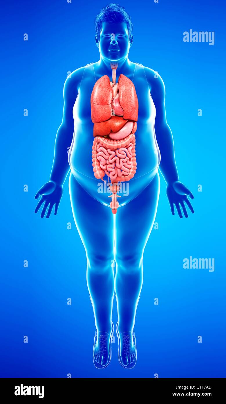 Human internal organs, illustration Stock Photo - Alamy