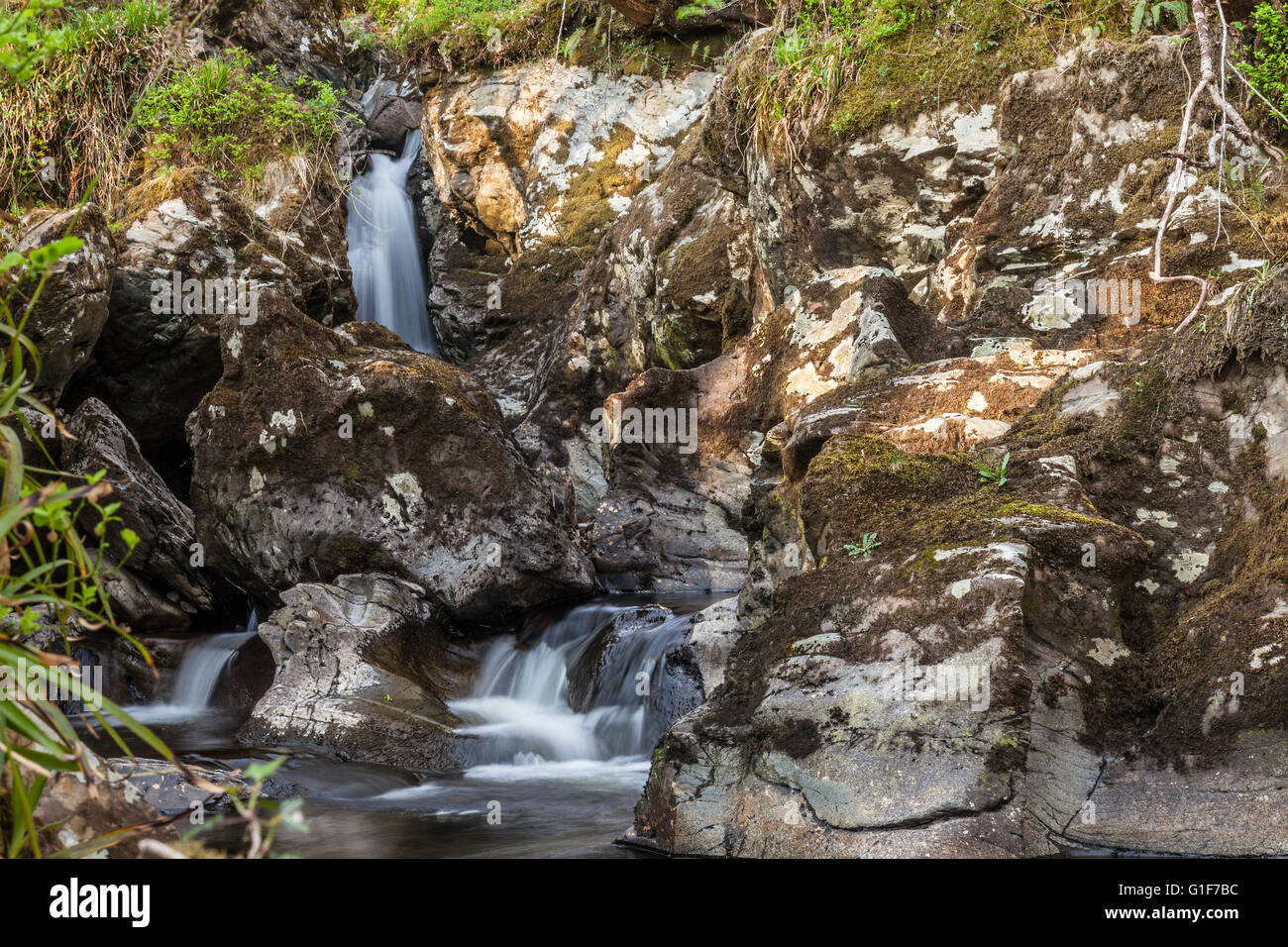 Stream tumbling through mossy rocks at the RSPB Wood of Cree Nature ...