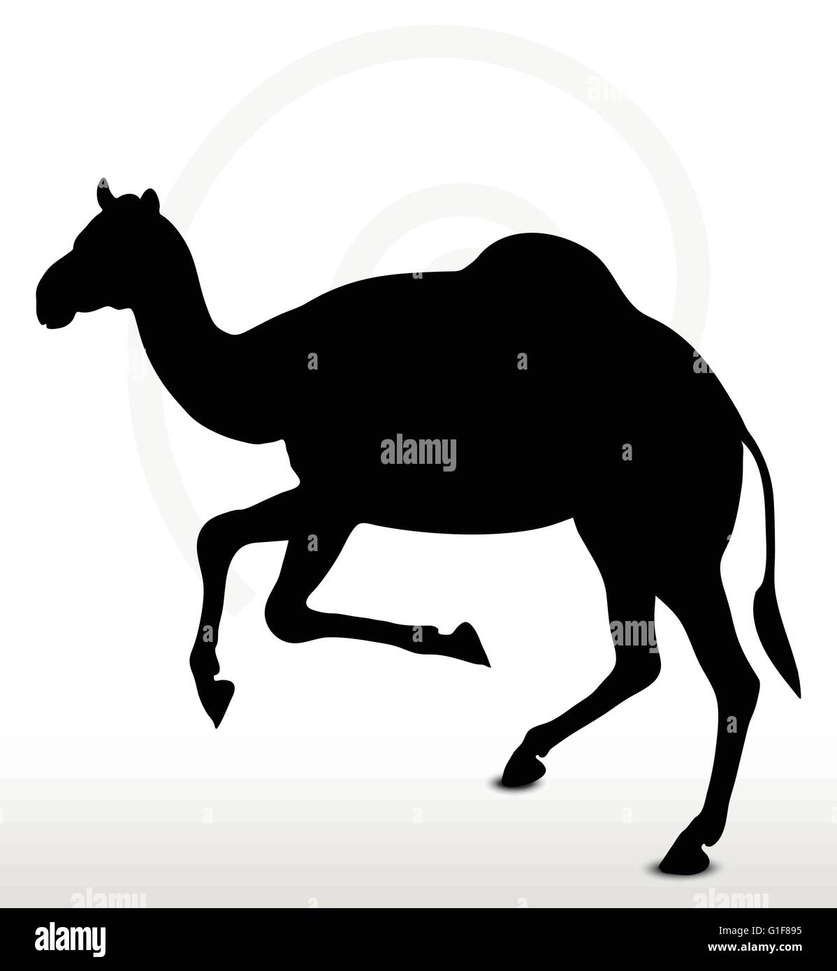 Vector Image - camel in Running pose isolated on white background Stock ...