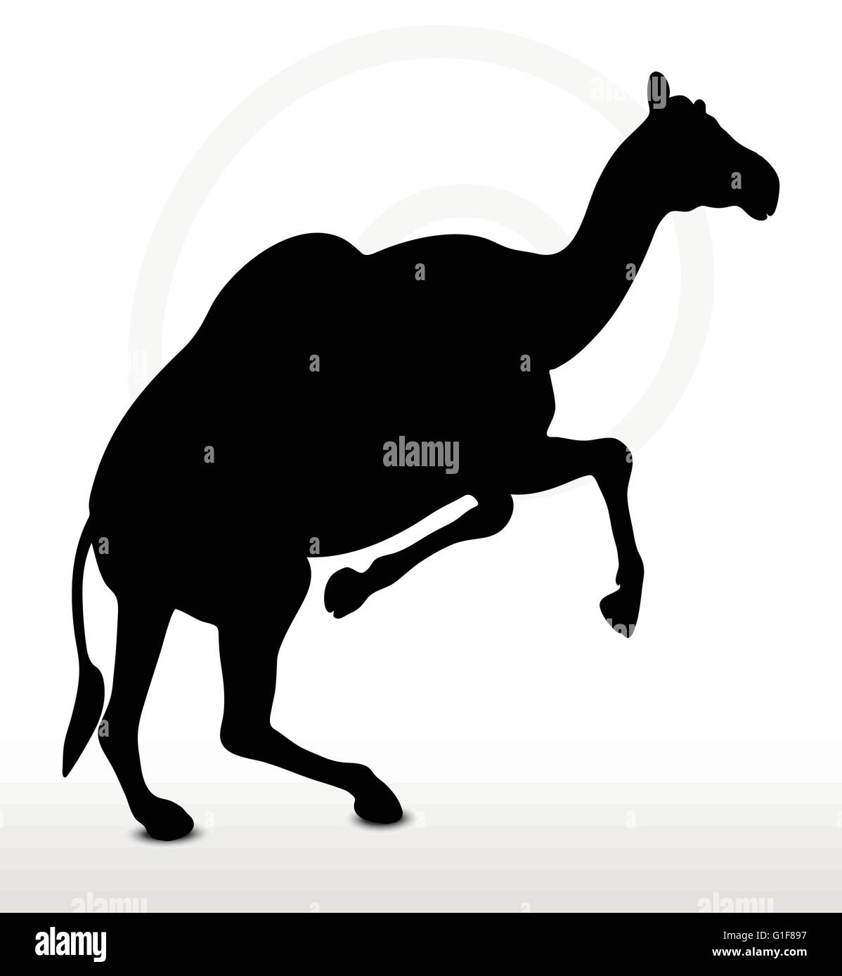 Vector Image - camel in Running pose isolated on white background Stock ...