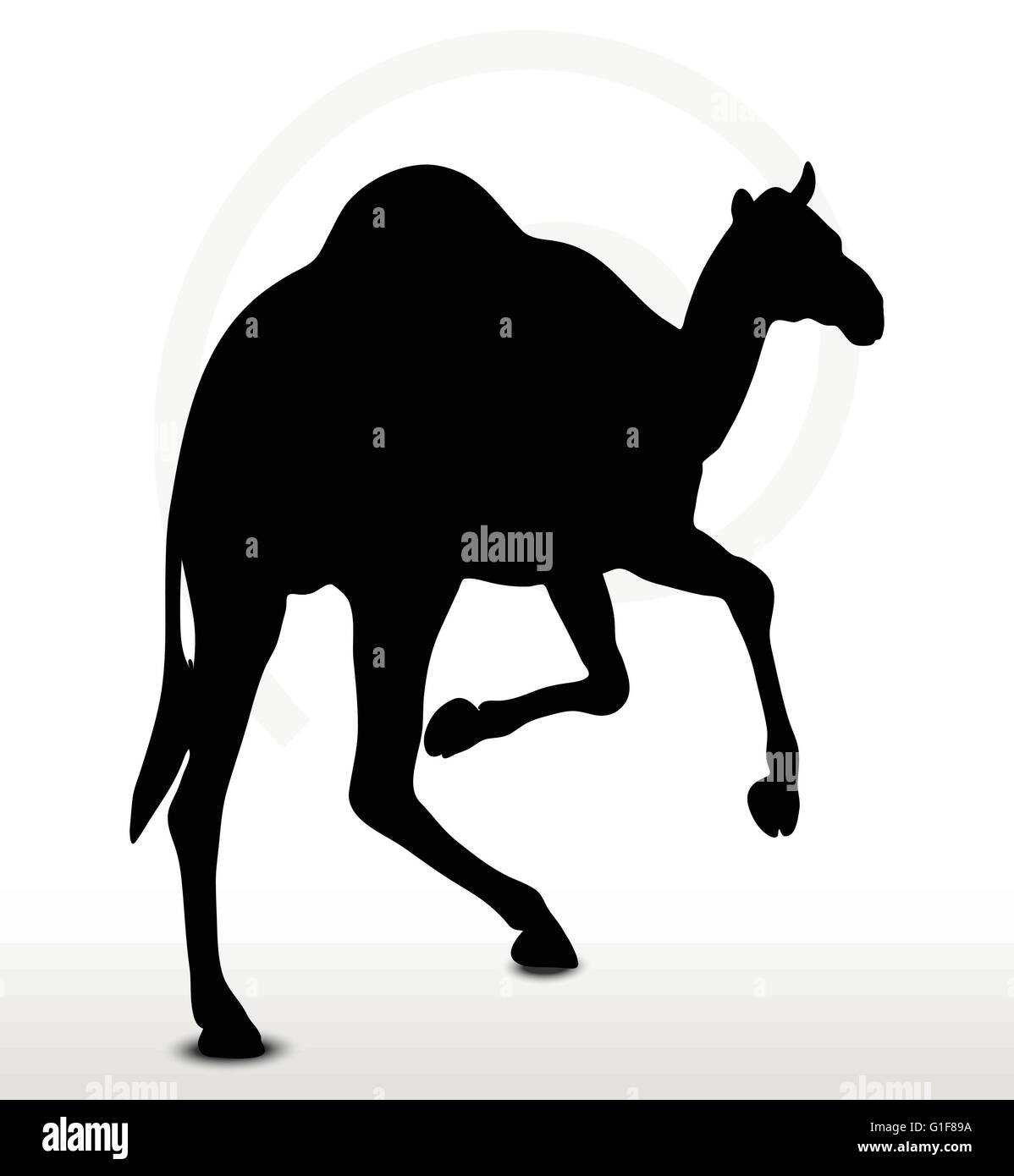 Vector Image - camel in Running pose isolated on white background Stock ...