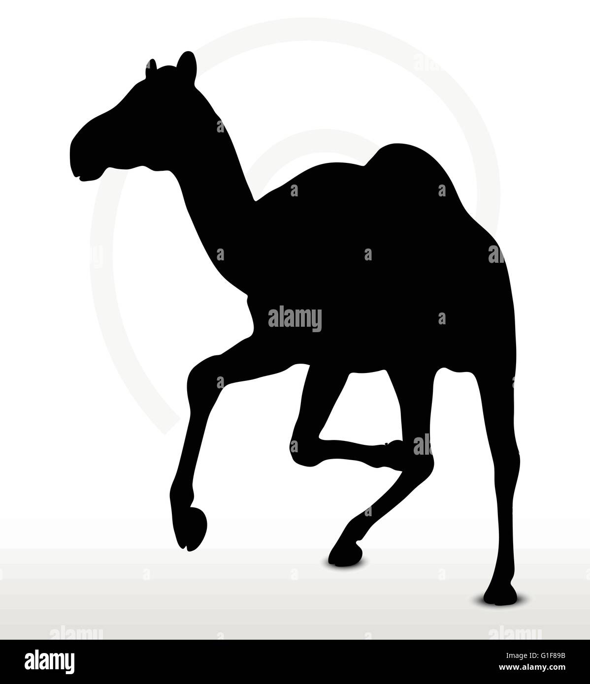Vector Image - camel in Running pose isolated on white background Stock ...