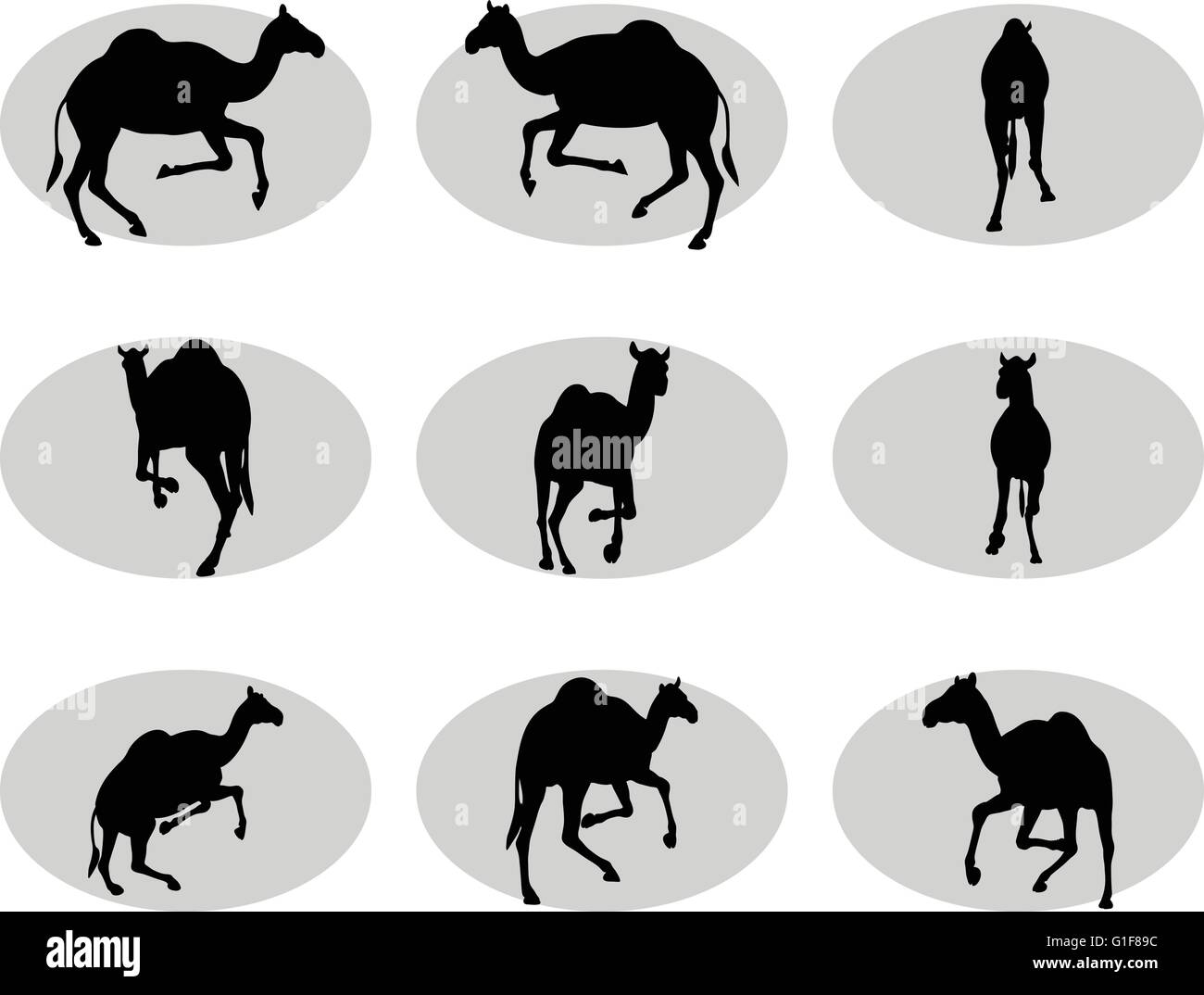 Vector Image - camel in Running pose isolated on white background Stock ...