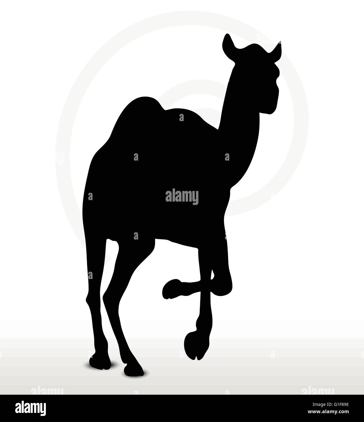 Vector Image - camel in Running pose isolated on white background Stock ...