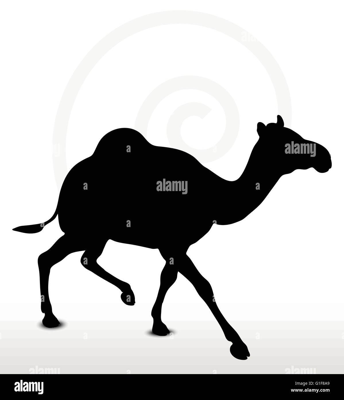 Vector Image - camel in Trotting pose isolated on white background ...