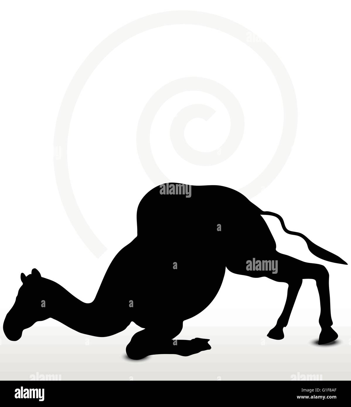 Vector Image - camel in Unloading pose isolated on white background ...