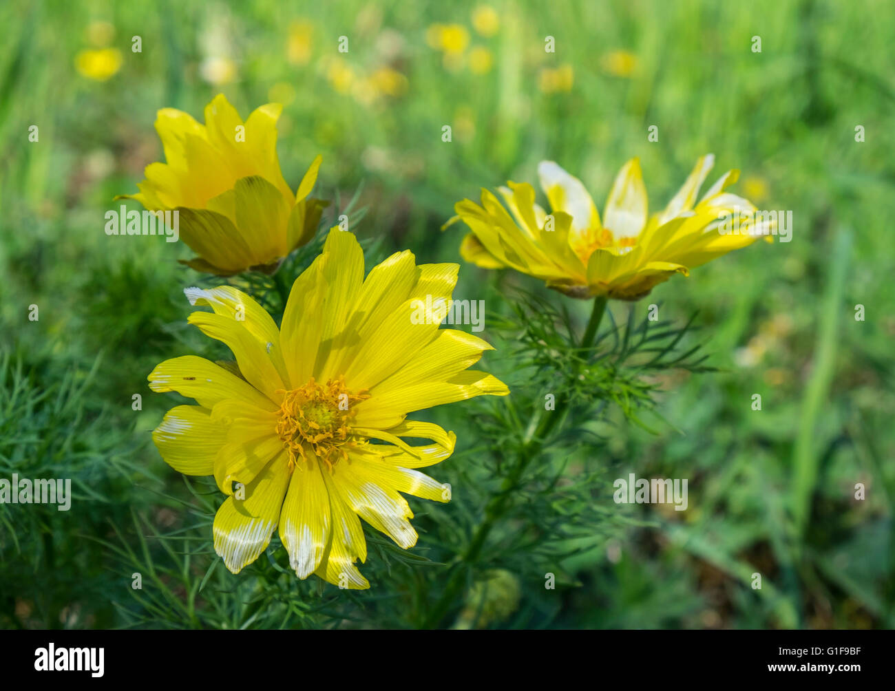 Pheasant's eye (Adonis vernalis Stock Photo - Alamy