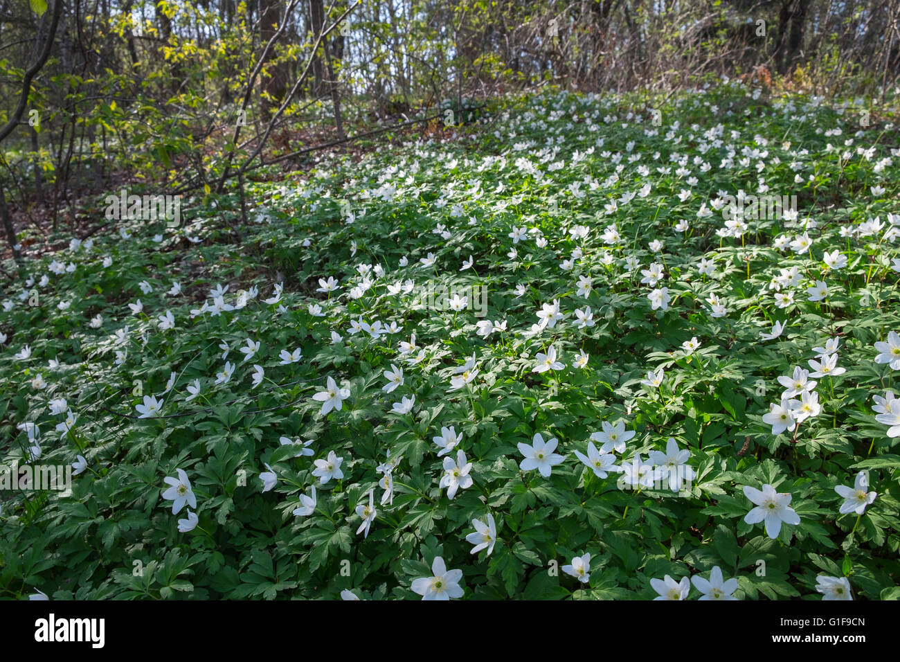 Wood anemone (Anemone nemorosa Stock Photo - Alamy