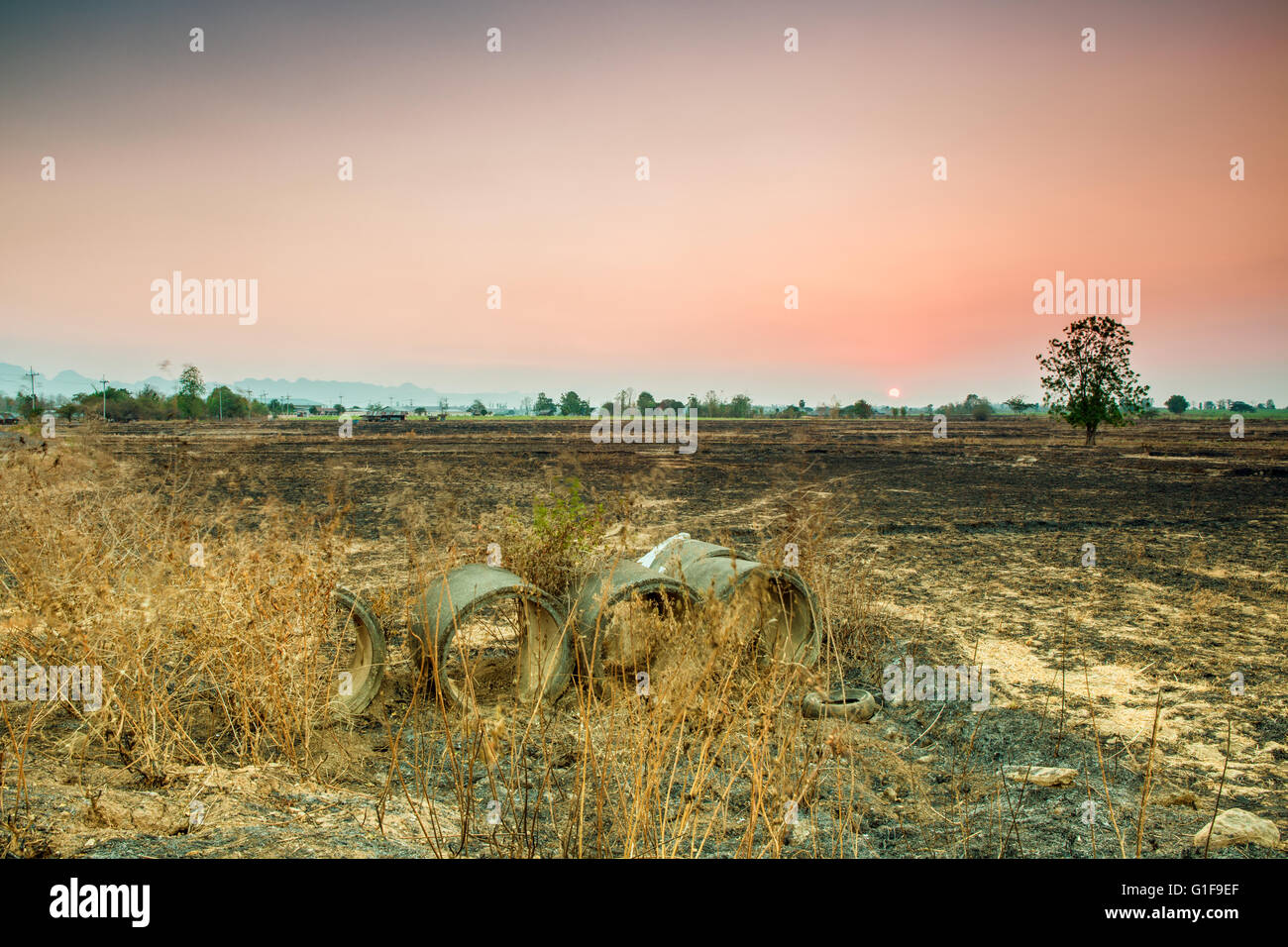 these fields are burned before the next planting with sunset Stock ...
