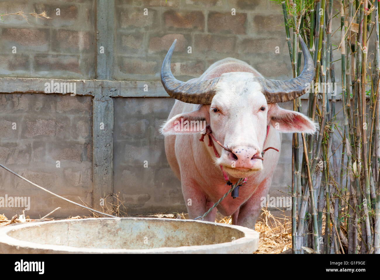 on an farm there albino buffalo in Thailand Stock Photo - Alamy