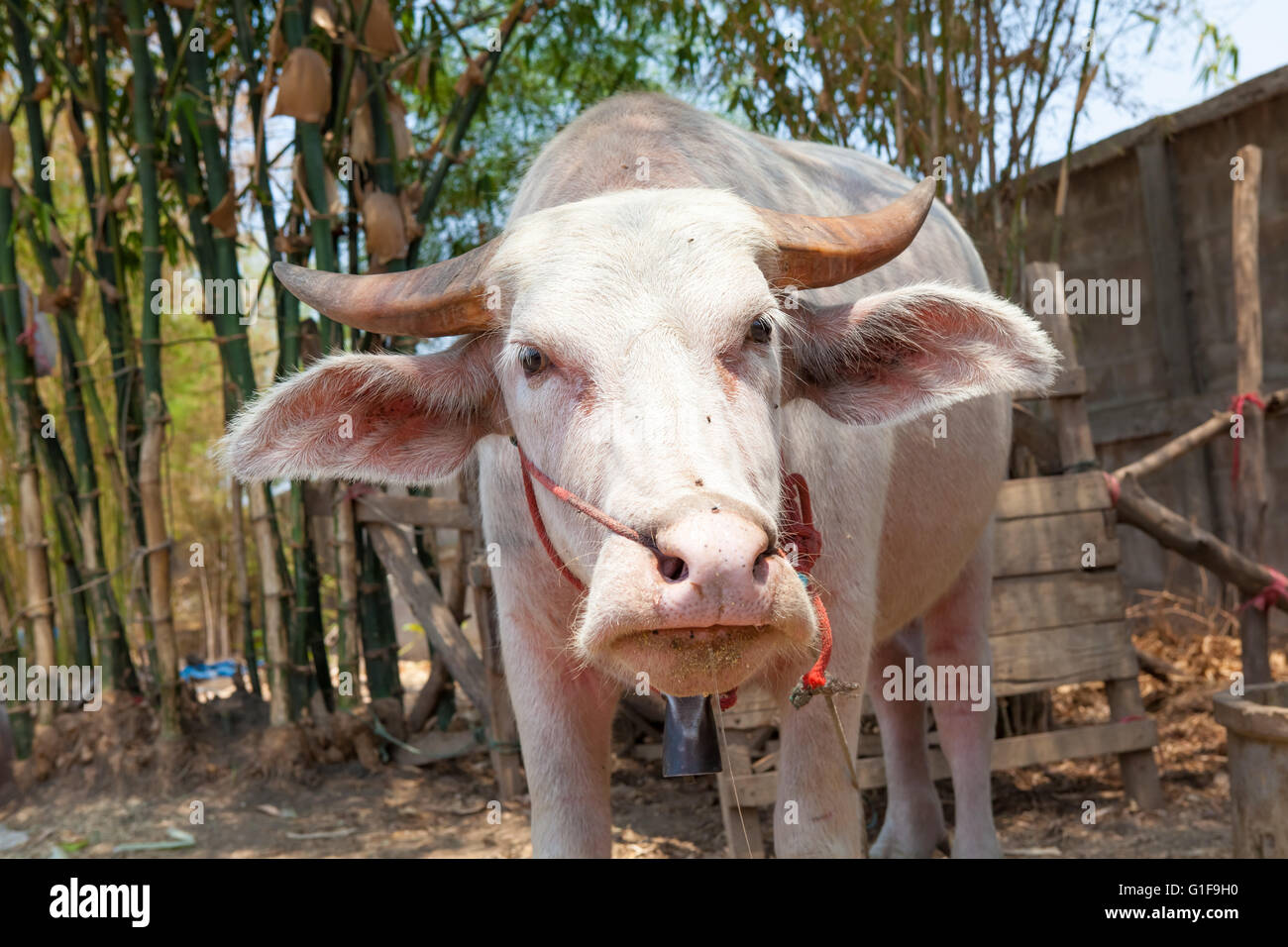 Albino buffalo hi-res stock photography and images - Alamy