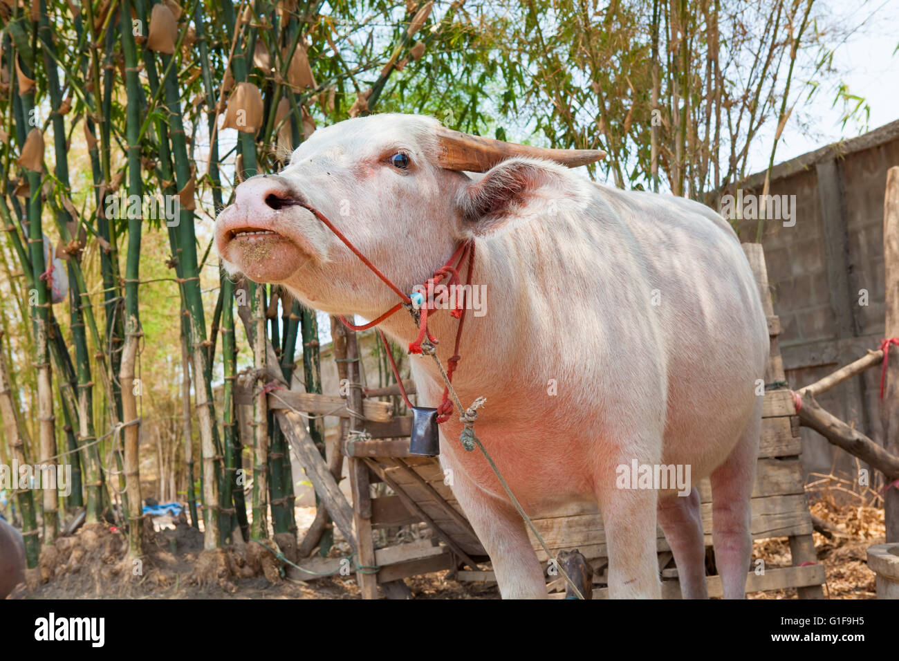 Albino animal hi-res stock photography and images - Alamy