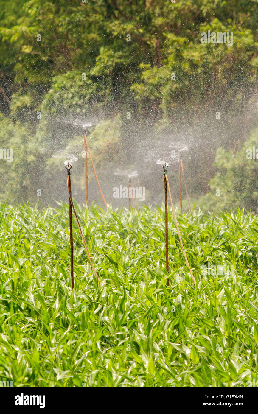 in northern Thailand these fields with corn plants are sprayed in the ...