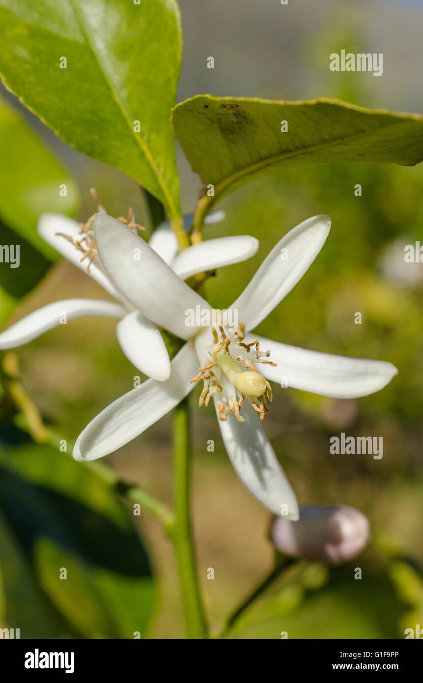 Azahar Flowers High Resolution Stock Photography and Images - Alamy