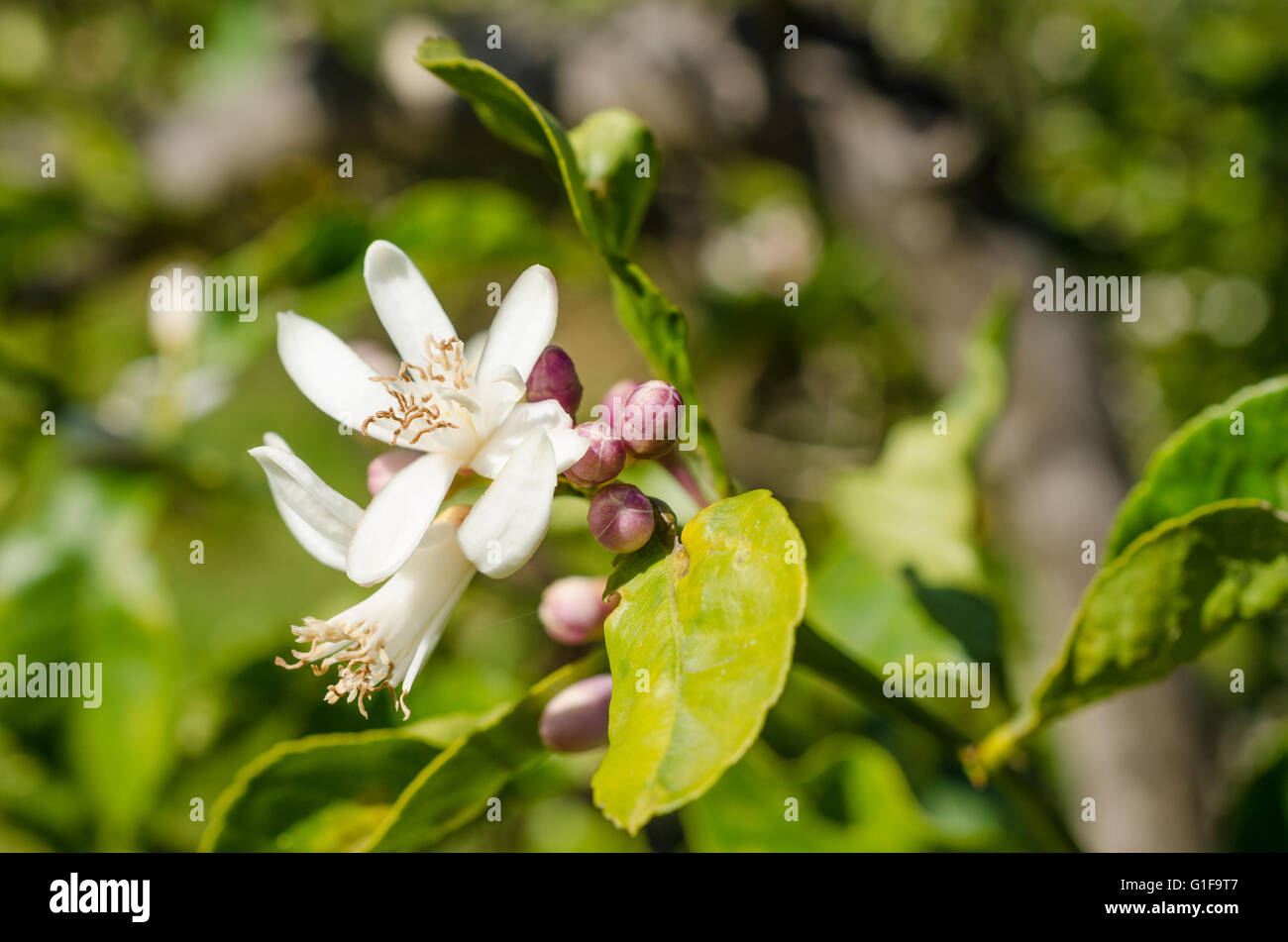 Azahar Flowers High Resolution Stock Photography and Images - Alamy