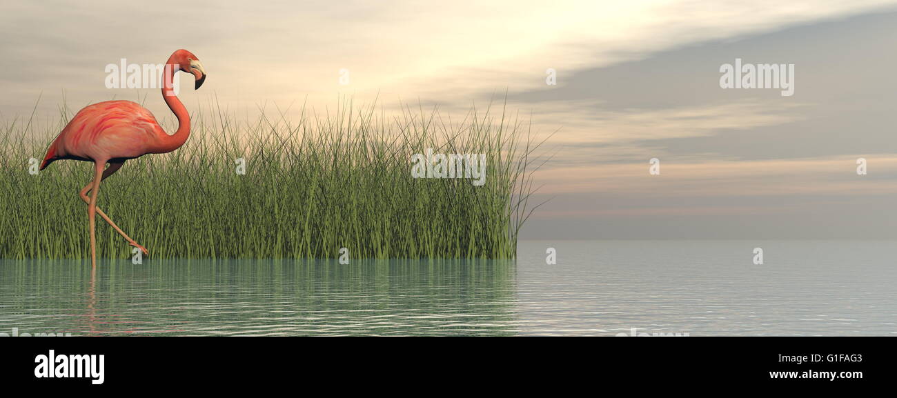 Pink flamingo walking peacefully in nature by sunset light - 3D render ...