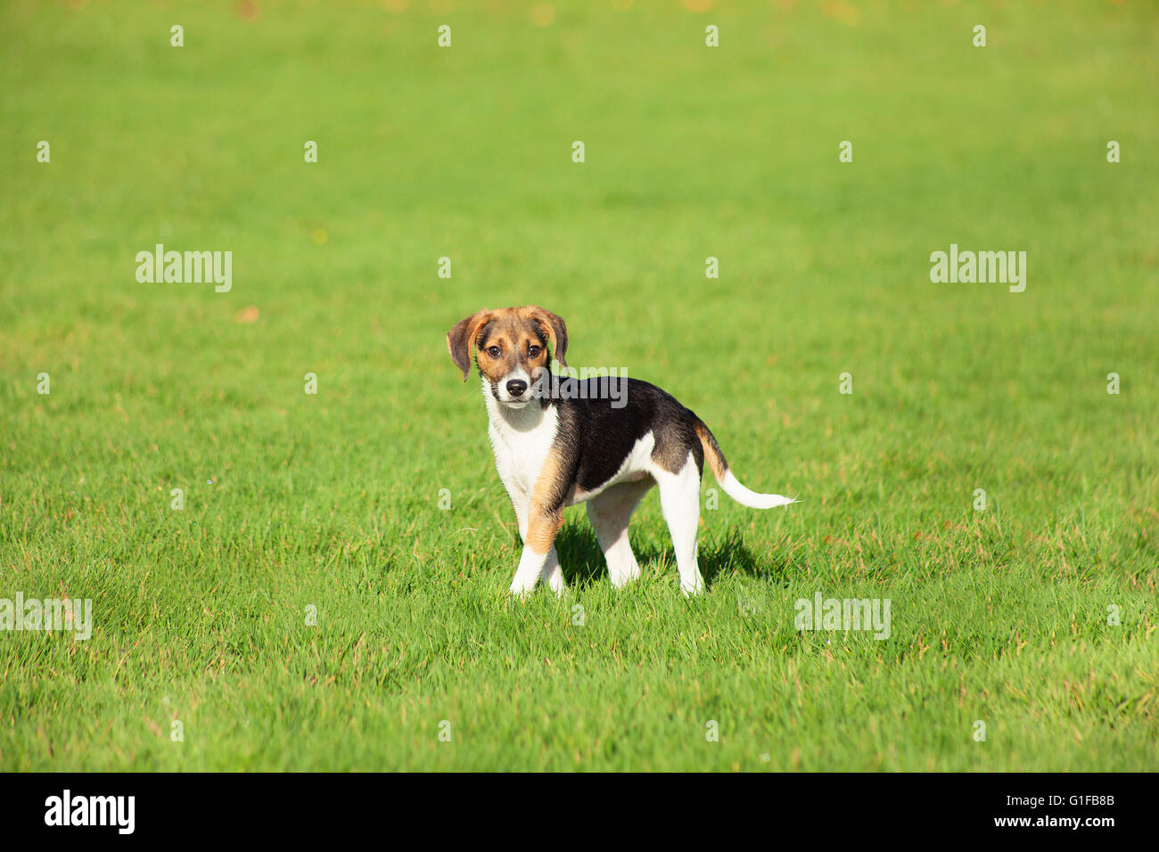 Beagle dog puppy Stock Photo - Alamy
