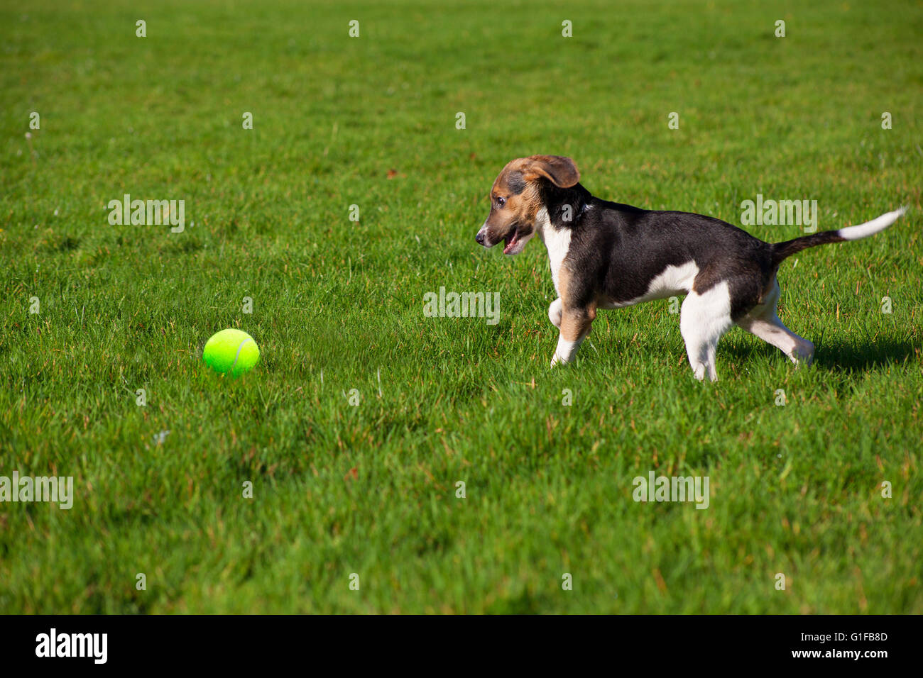 Beagle dog puppy Stock Photo - Alamy