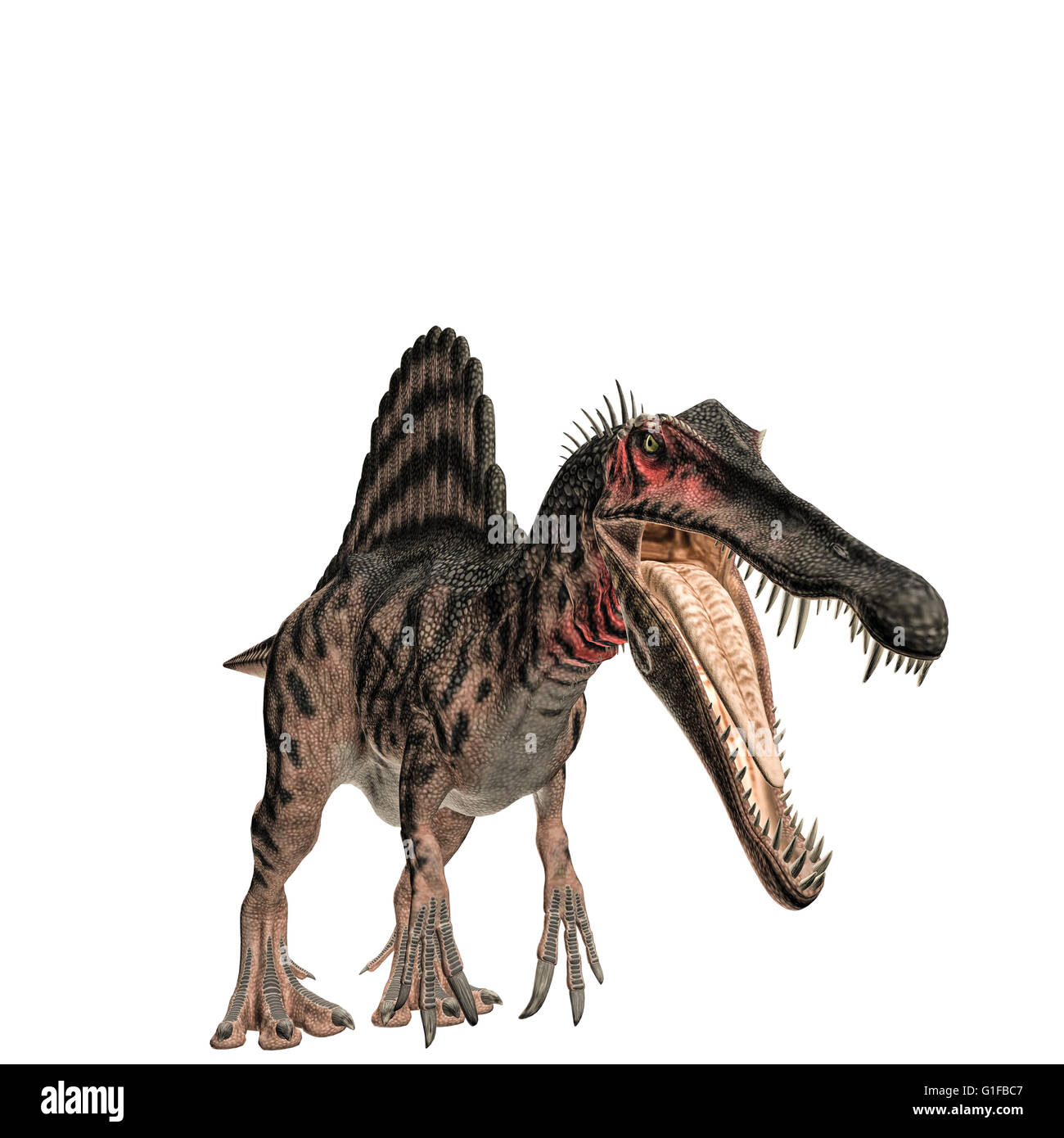 Spinosaurus isolated on white background Stock Photo - Alamy