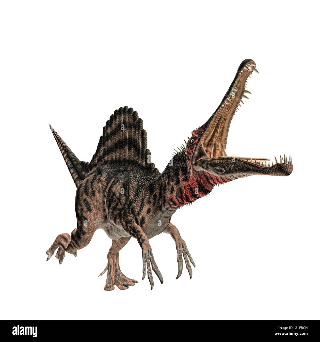 Spinosaurus isolated on white background Stock Photo - Alamy