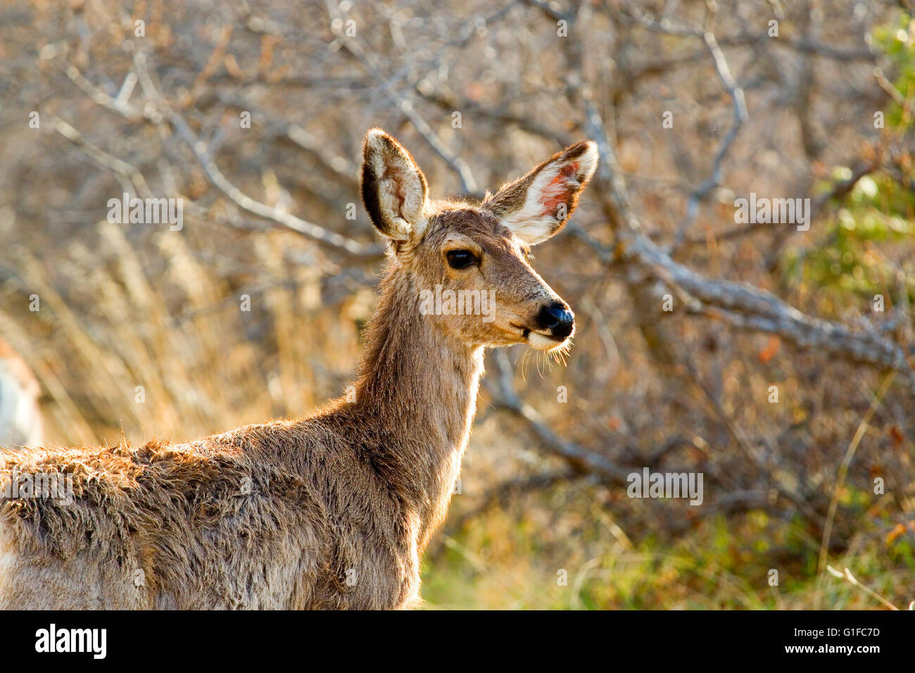 Portrait of a Doe Mule Deer Stock Photo - Alamy