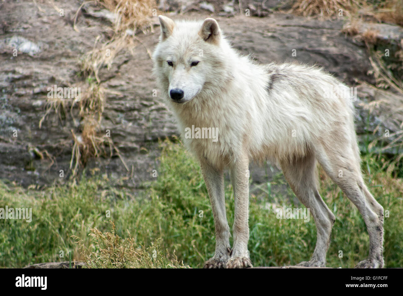 Caged wolf hi-res stock photography and images - Alamy