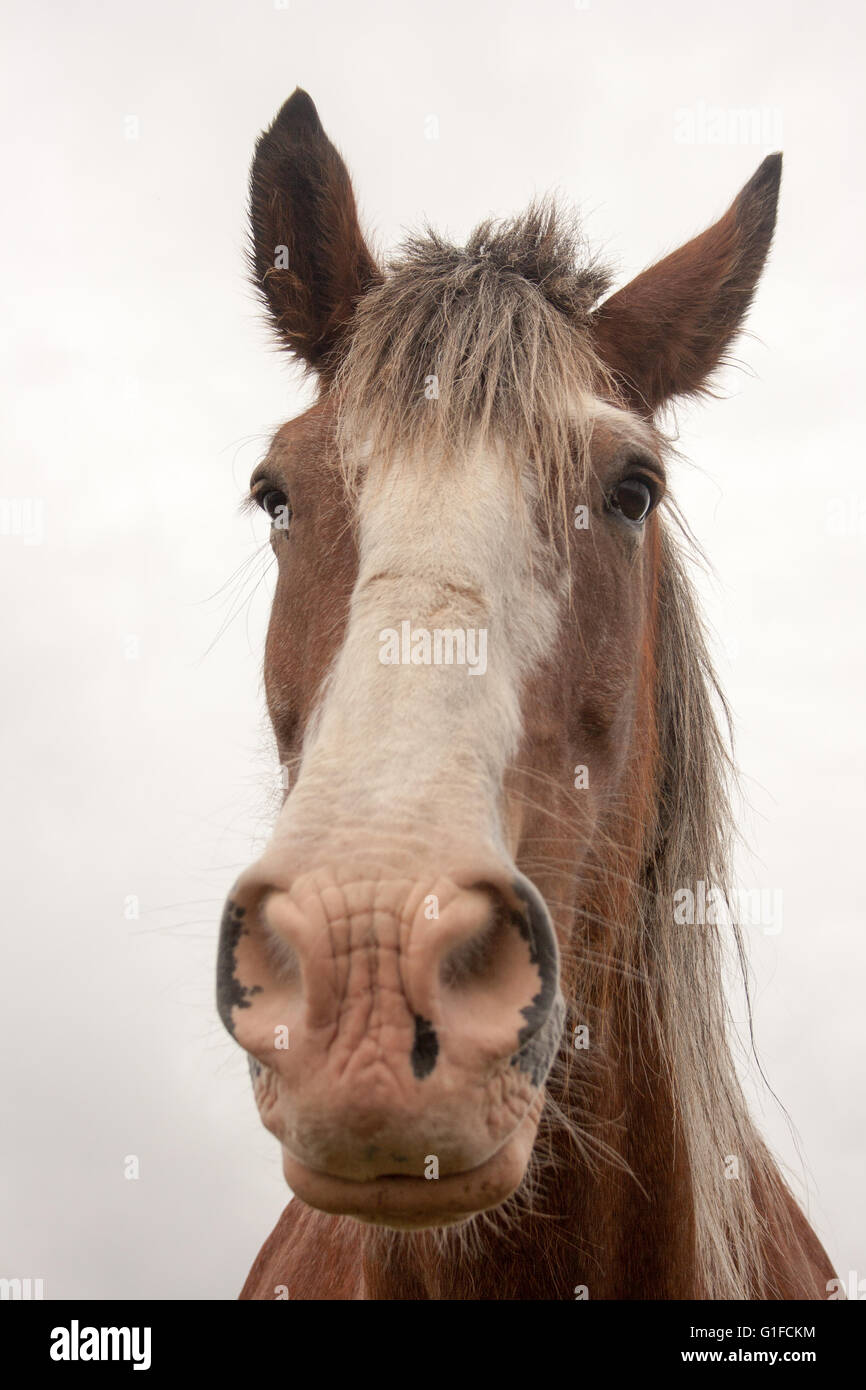 Close-up of a horses face Stock Photo - Alamy