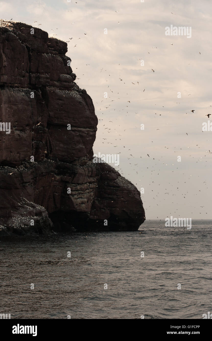 Common tern colony hi-res stock photography and images - Alamy